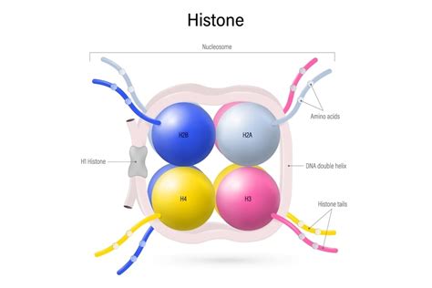 What Is Histones Its Types Structure And Function Microbial Notes