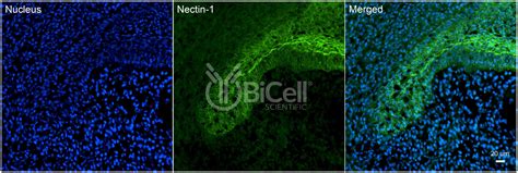 Nectin 1 Hvec Or Cd111 Antibody Bicell Scientific®