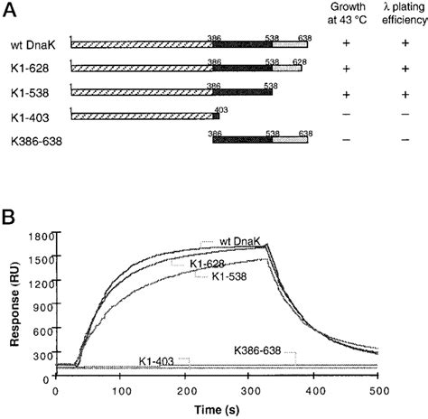 Effect Of N Terminal Or Cooh Terminal Truncations Of Dnak On Binding To