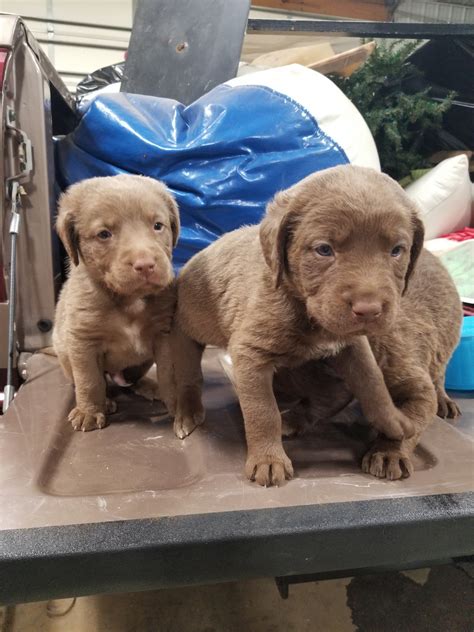 Chesapeake Bay Retriever Puppies For Sale Elkton Ky 269011