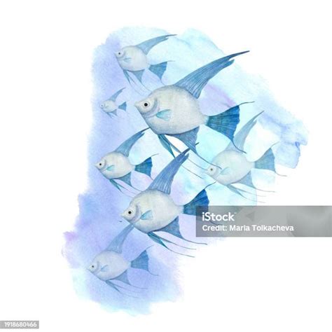 바다에서 블루 엔젤 피쉬의 수영 학교 물 바다 물고기 흰색에 고립된 수채화 그림입니다 포스터 라벨 스티커 인사말 카드 디자인