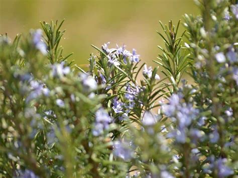 Rosemary Growing Care And Harvesting Rosemary