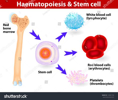 Hematopoietic Stem Cells Diagram