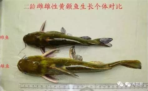 魚類的生長規律和影響魚類生長的因素 每日頭條