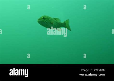 Largemouth Bass Swimming Underwater Stock Videos And Footage Hd And 4k