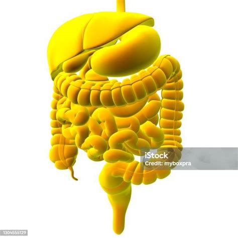 의료 개념 3d 렌더링을 위한 인간 소화 시스템 해부학 소화기 계통에 대한 스톡 사진 및 기타 이미지 소화기 계통 3차원 형태 간 내부 기관 Istock