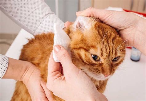 Easy Home Remedies For Treating Ear Mites In Cats