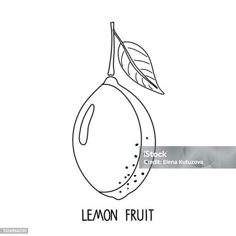 레몬 과일 벡터 블랙 화이트 리니어 스케치 격리 신선한 신 감귤류 과일 여름 디자인 레모네이드 주스 로고 착색 예약 페이지를 위한 식이요법 채식주의 자 및 건강 식품 감귤에
