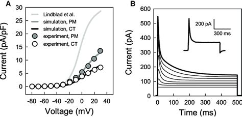 Characteristics Of The Transient Outward K þ Current I To A