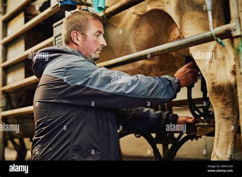 Overseeing The Milking Process A Male Farmer Milking Cows On A Dairy