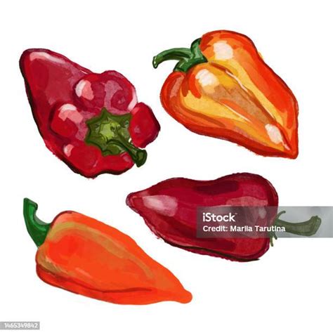 밝은 달콤한 고추 세트 노란색과 주황색 고추 불가리아 고추 신선한 야채 손으로 그린 그림입니다 개체 그룹에 대한 스톡 벡터 아트 및 기타 이미지 Istock