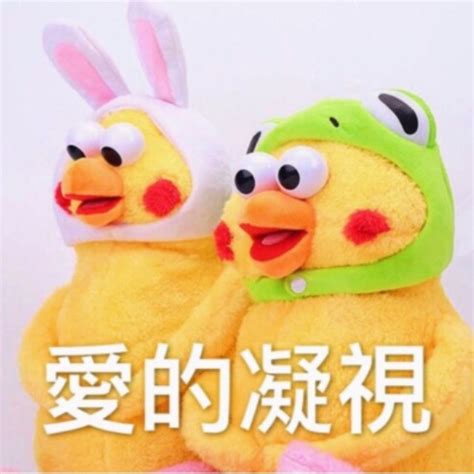 鸚鵡兄弟大娃娃 網紅娃 表情包 青蛙頭套 鸚鵡兄弟大玩偶 鸚鵡兄弟周邊 蝦皮購物