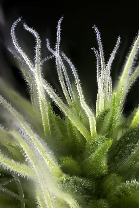 Identify Male Female And Hermaphrodite Cannabis Plants