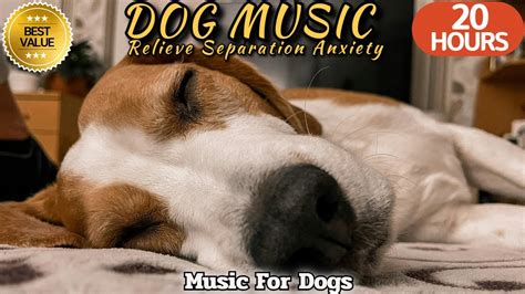 강아지가 좋아하는 음악💖🦮강아지 수면 음악 20시간 연속🐶🐾강아지 편안한 꿀잠을 위한음악🎵⭐혼자있는 강아지의 분리불안 해소 음악 🐶💖출근할때 외출할때 틀어주세요 By 힐링