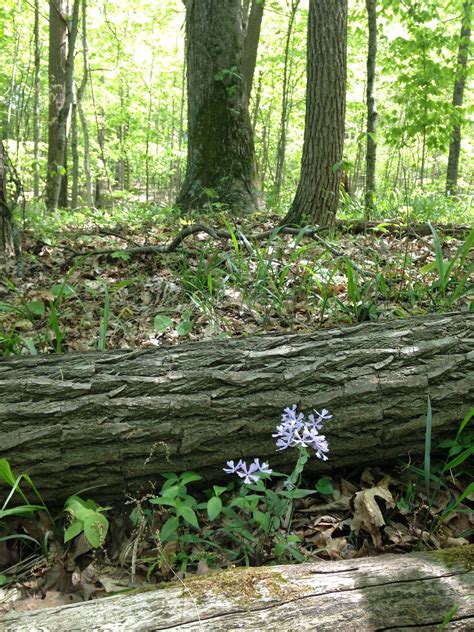 Steigerwald Preserve Sycamore Land Trust