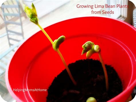 HelpingMoms Home Growing Lima Bean Plants From Seeds