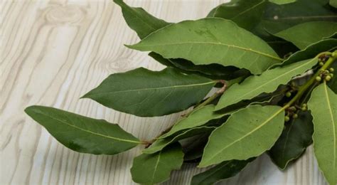 დაფნის ფოთოლი მხოლოდ არომატული სანელებელი როდია თუ ავადმყოფობამ