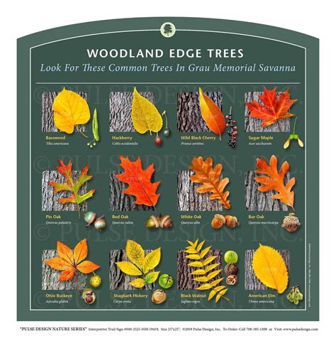Free Printable Tree Leaf Identification Charts PDF Infographic