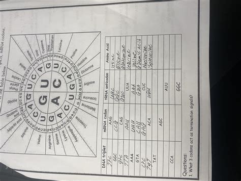 Complete The Table With The Corresponding Dna Triplet Mrna Codon And