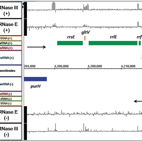 Microarray Data For The Rrne Ribosomal Rna Operon Data Are Presented Download Scientific