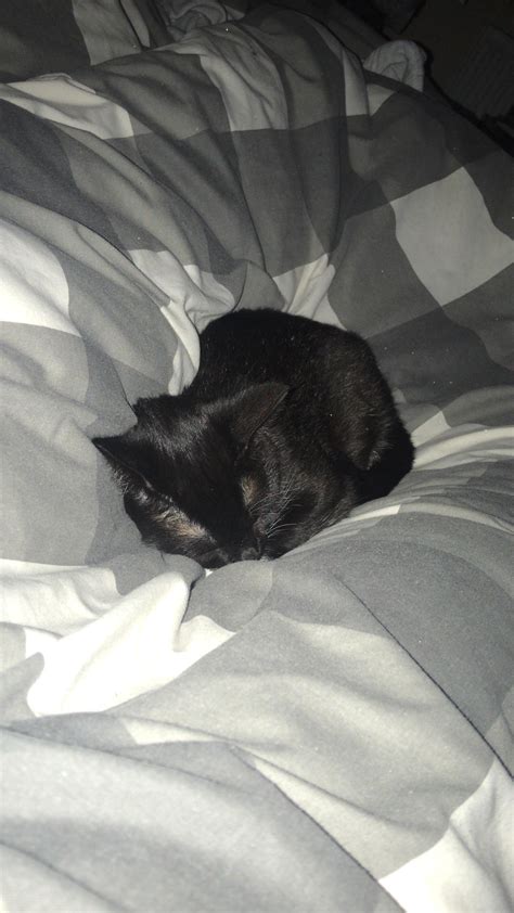 Rate My Blob Of A Kitty Rlispyboi