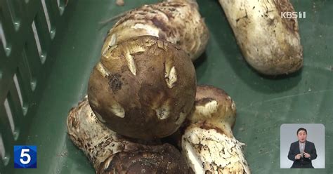 금송이 된 송이버섯1kg 백만 원에 조기 폐장까지