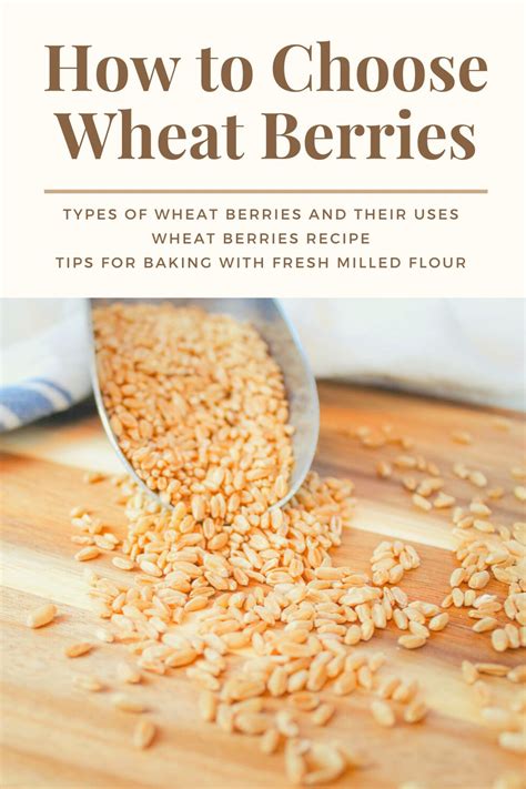 How To Choose Wheat Berries Wheat Varieties Wholemade Homestead