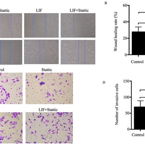 Inhibition Of Signal Transducer And Activator Of Transcription 3 With Download Scientific