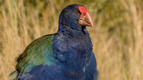 Takahe Poetry At Chloe Maygar Blog