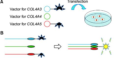 Split Luciferase Based Trimer Formation Of The α345 Iv Protein Assay Download Scientific