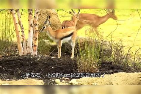 瞪羚刚生下幼崽，恶豺趁虚而入，不料反被打得落荒而逃