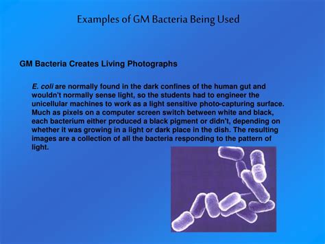 Ppt Genetically Modified Bacteria Powerpoint Presentation Free Download Id 3612333