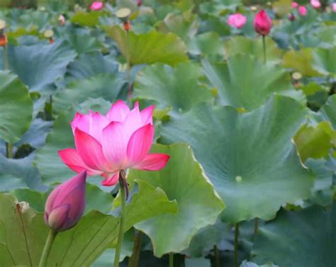 Ast（abstract Syntax Tree）详解 知乎