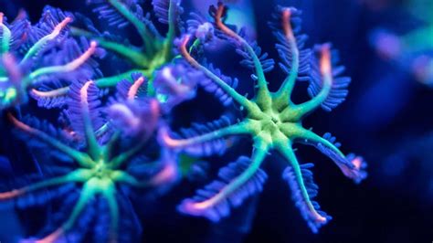 10 Soft Corals For Beginners Faqs