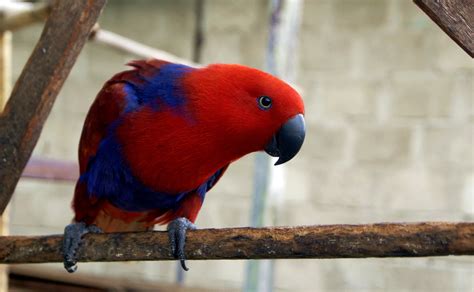Eclectus Parrot Bird Tropical 15  Wallpapers Hd Desktop And