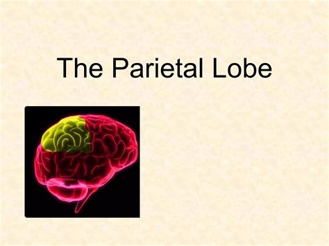 Parietal Lobe And Its Functions PPTX