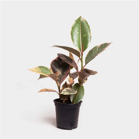 Greenery Unlimited Ficus Elastica Ruby Care