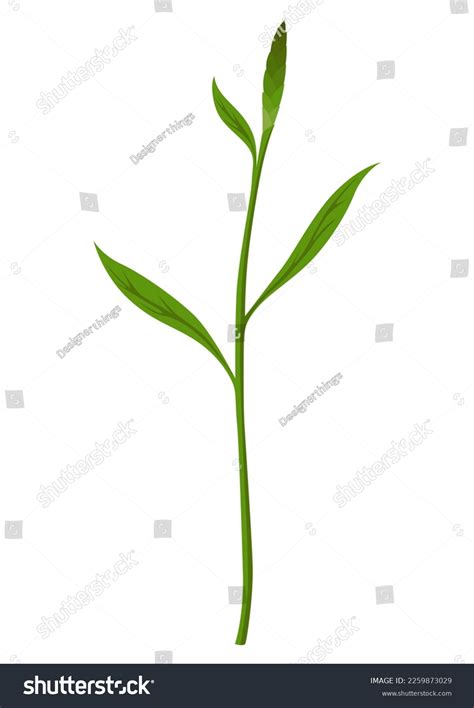 Growth Process Step Step Sequence Germinating Stock Illustration 2259873029 Shutterstock