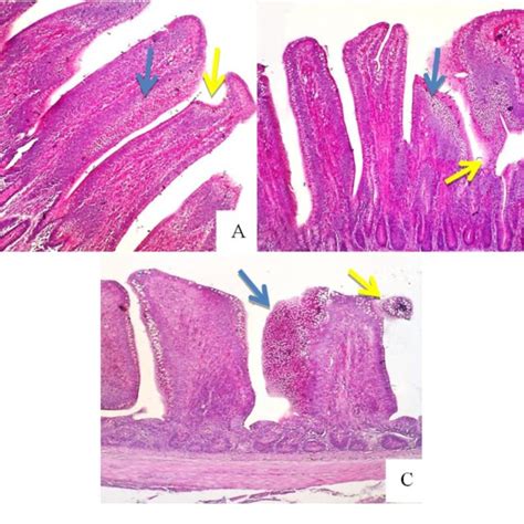 Scoring 2 A Duodenum B Jejunum C Ileum He Staining 1000x Download Scientific Diagram