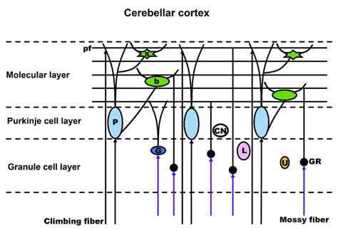 Main Structure And Circuitry Of The Cerebellum Pf Parallel Fibers P Download Scientific