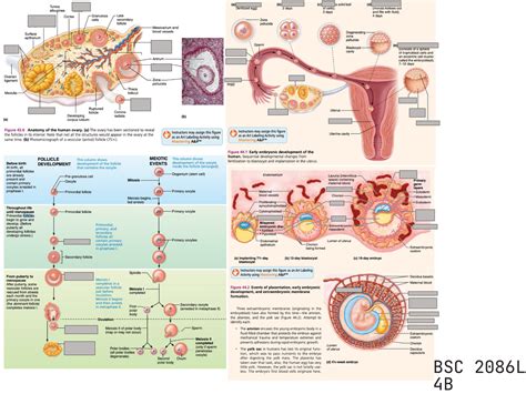 Bsc2086l P04b Embryonic Development Heredity Diagram Quizlet