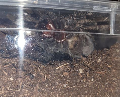 Help Sexing T Albo R Tarantulas