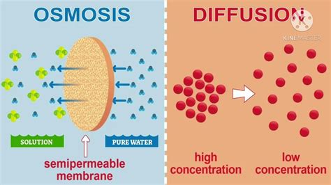 Osmosis In Plants Osmosis Definition Potato Osmometer Thistle Funnel Experiment YouTube