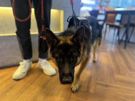 세퍼트 리까 폼스키크기 폼치크기 폼피츠크기 푸숑크기 노르웨이숲크기 데본렉스크기 뱅갈크기 샴크기 셀커크렉스크기 스핑크스크기 아메리칸숏헤어크기 아메리칸컬크기 아비시니안크기