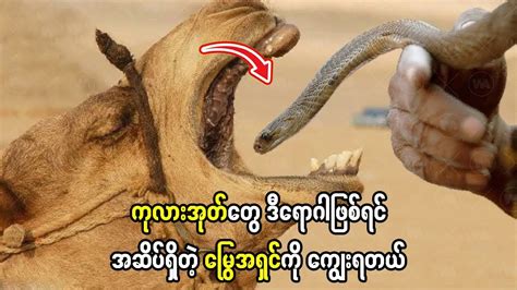 ကုလားအုတ်တွေ ဒီရောဂါဖြစ်ရင် အဆိပ်ရှိတဲ့ မြွေအရှင်ကို ကျွေးရတယ် Youtube