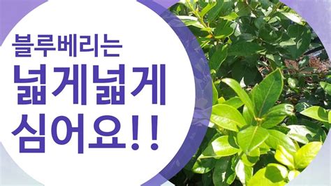 블루베리 식재는 깊이보다 넓이가 중요해요 블루베리 잘심는법 블루베리 잘 키우기 Youtube