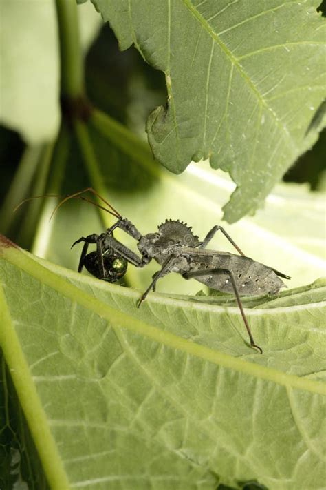 An Assassin Wheel Bug Eating A Japanese Beetle Stock Image Image Of