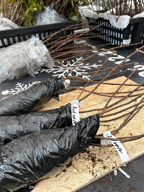 Семена цветов и саженцы многолетников