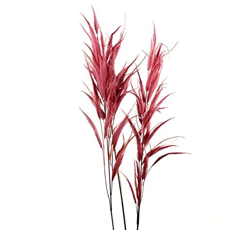 Premium Ai Image Shenandoah Switchgrass Sage Green Single Leaf