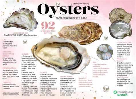 Largest Oyster Shell